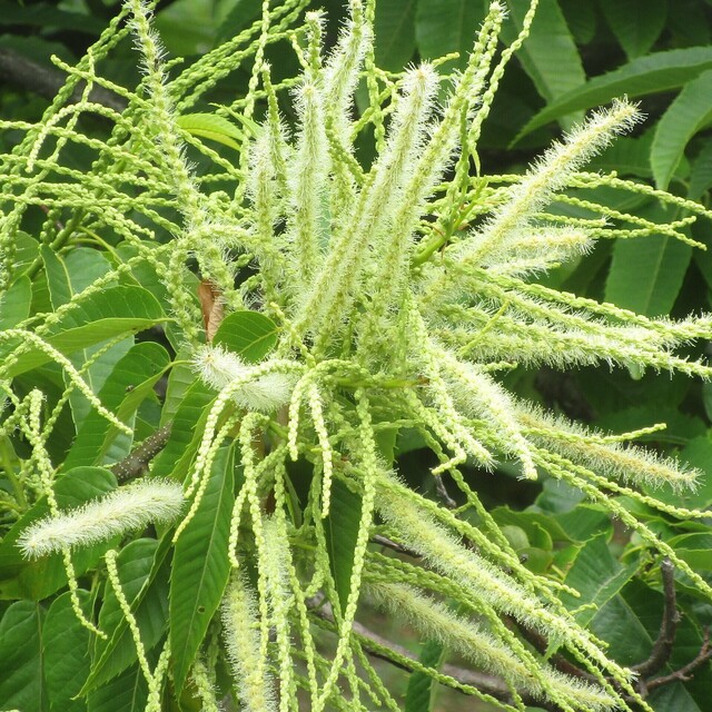 栗の花: 元気なサダシ