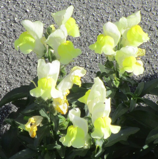 金魚草（キンギョソウ）: 元気なサダシ