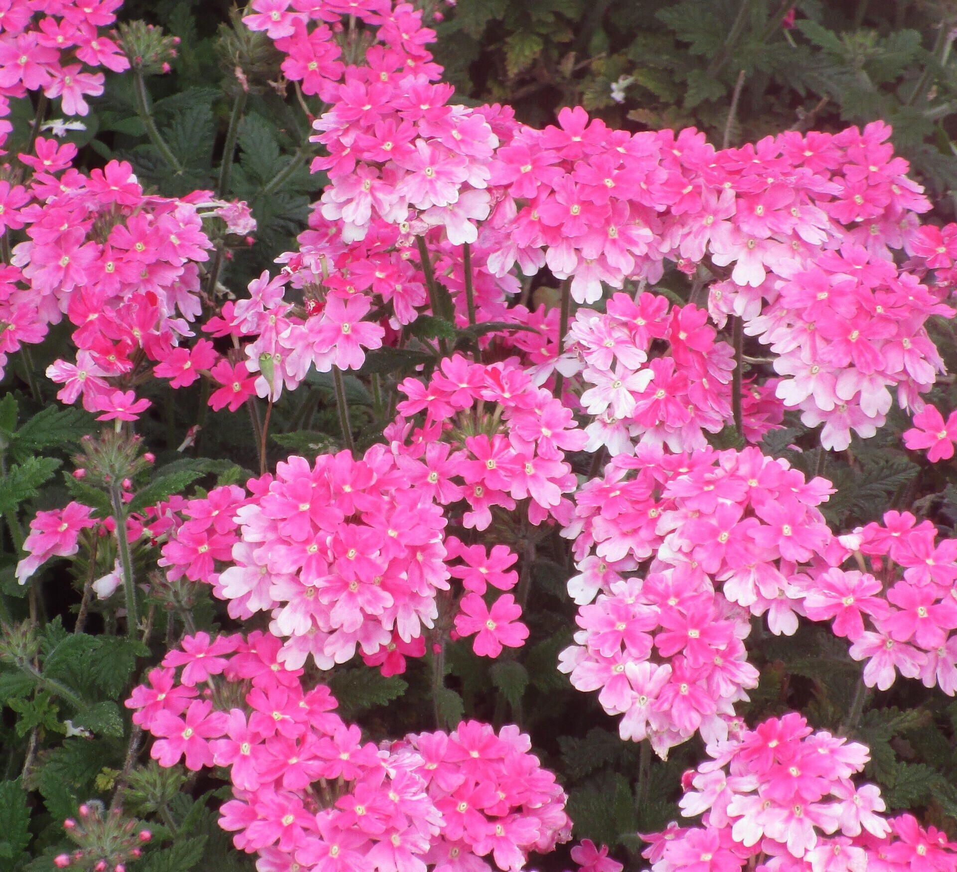 バーベナ: 元気なサダシ