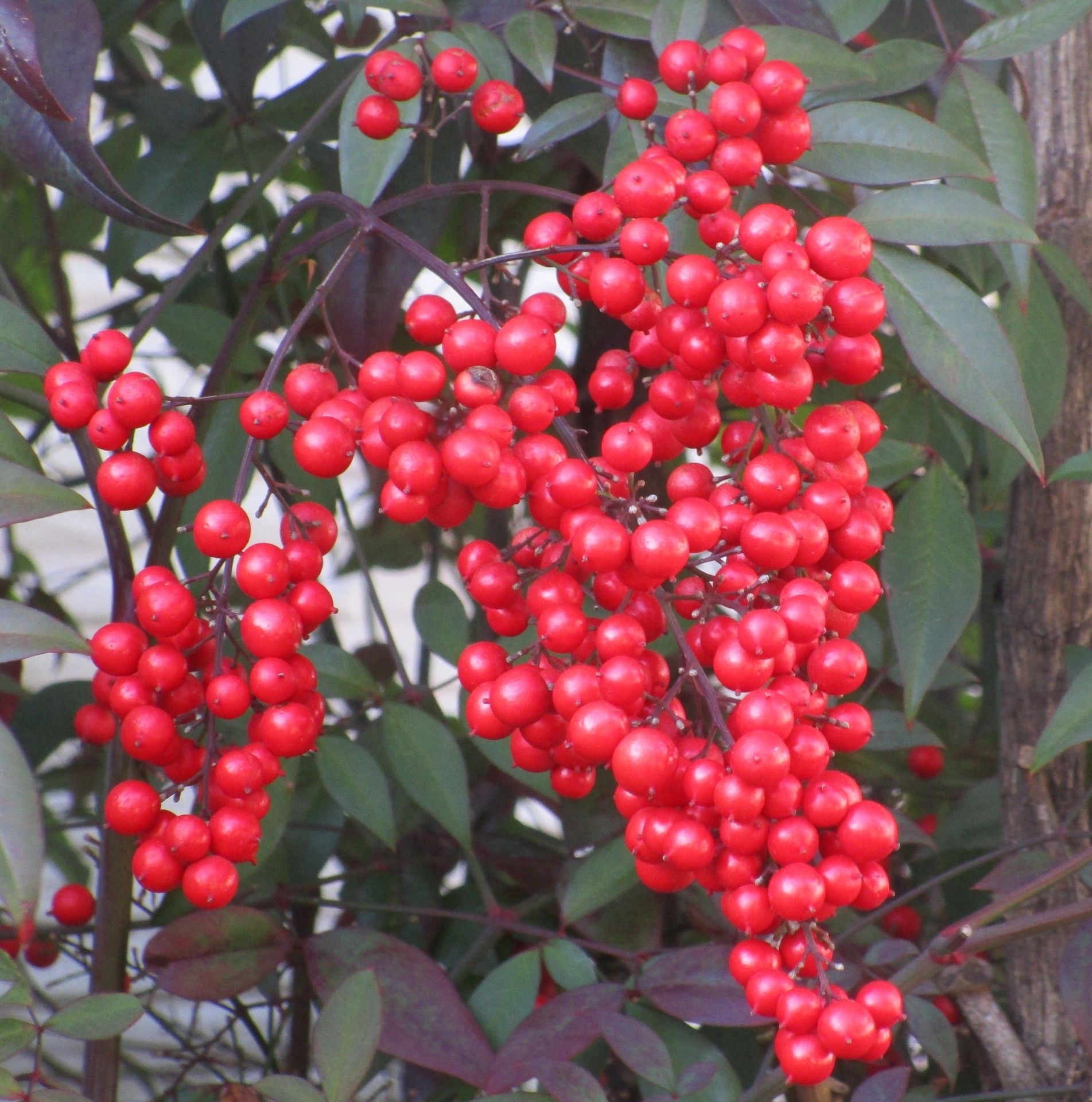 南天: 元気なサダシ
