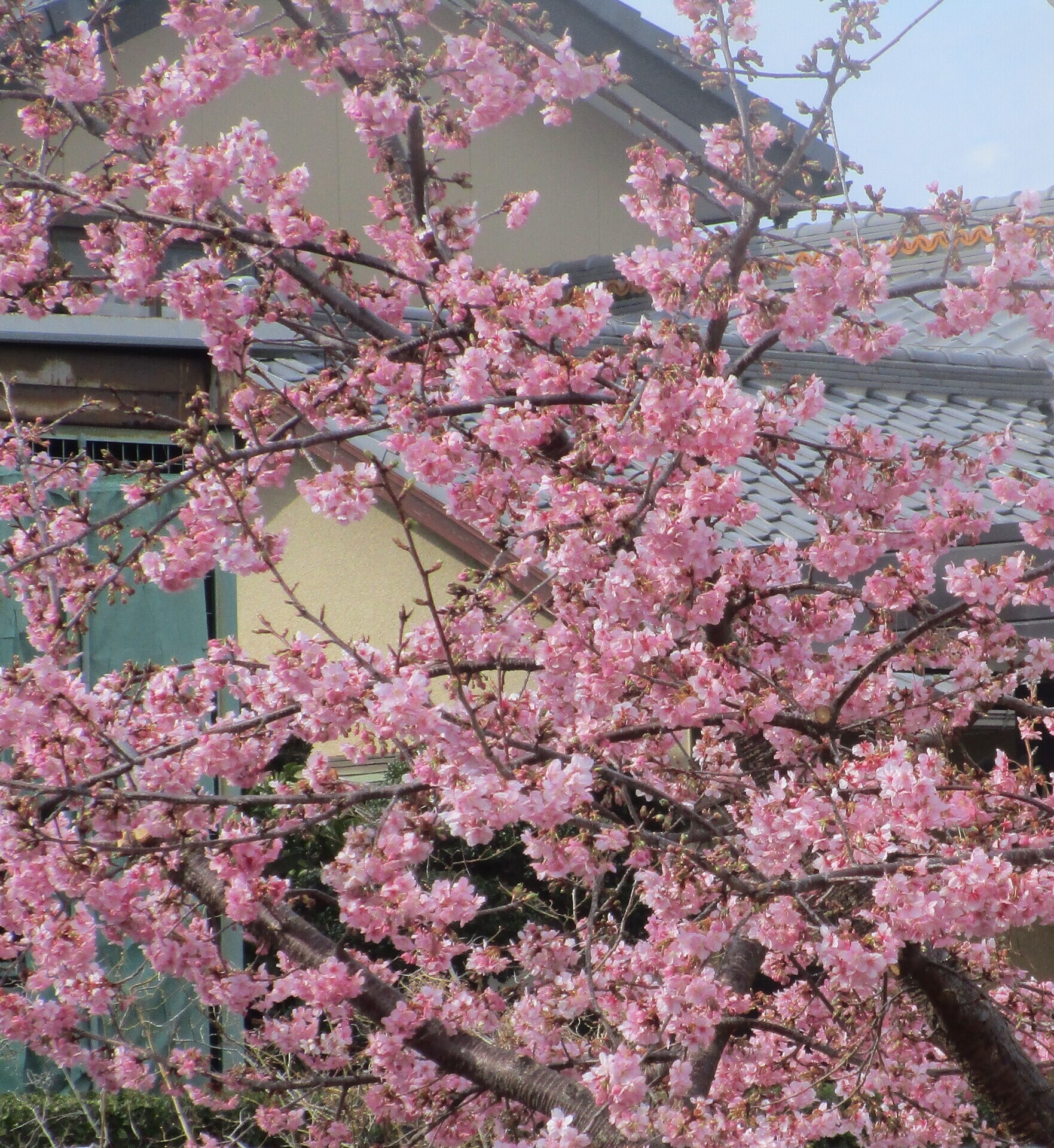 満開の河津桜: 元気なサダシ