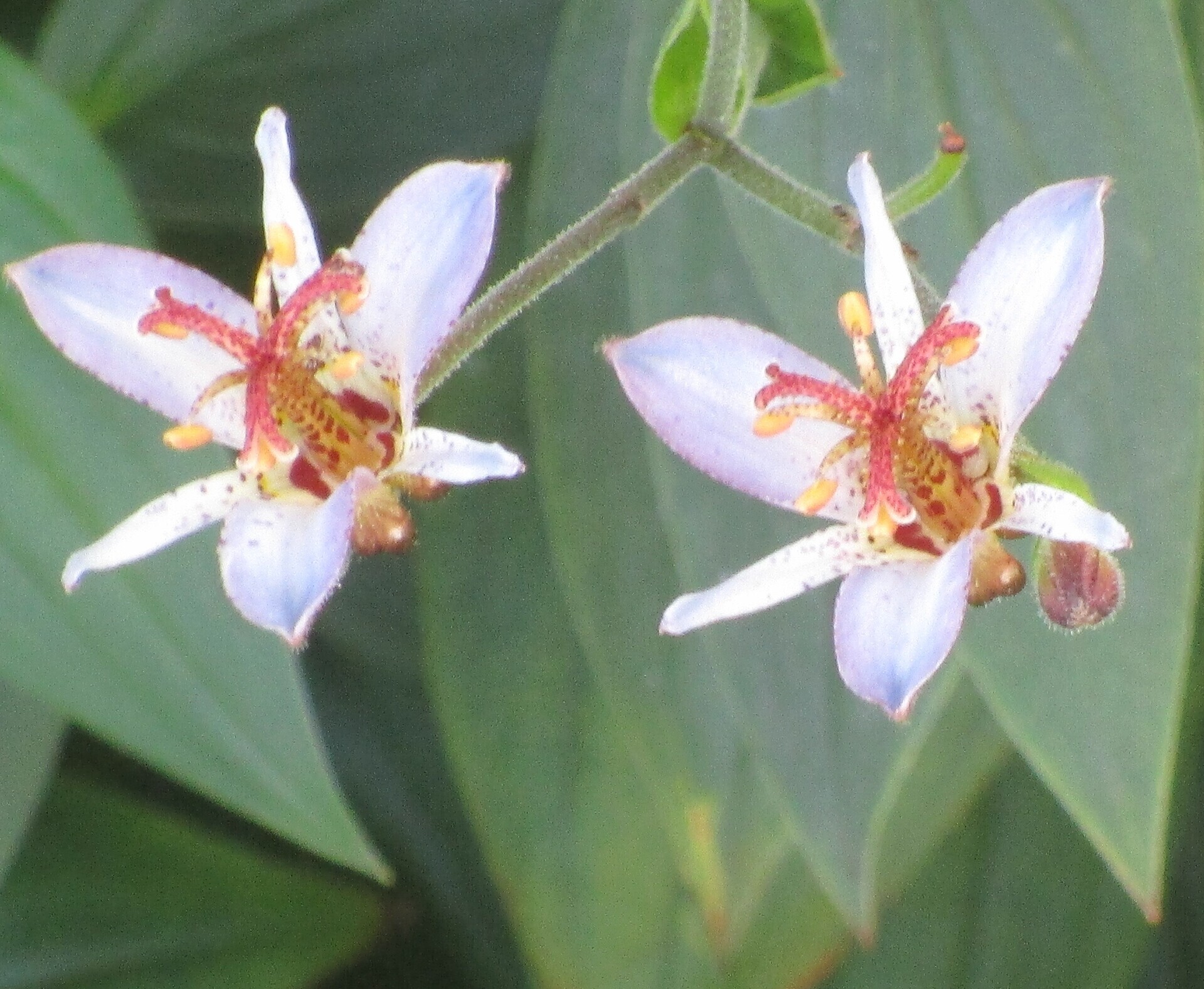 杜鵑草 （ほととぎす）: 元気なサダシ