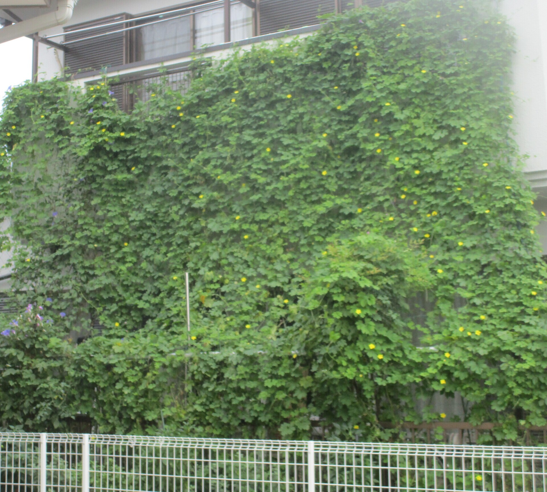 グリンカーテン: 元気なサダシ