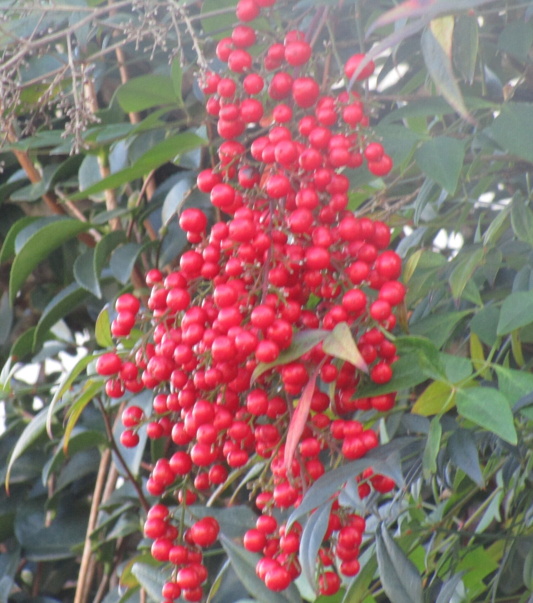 南天（なんてん): 元気なサダシ